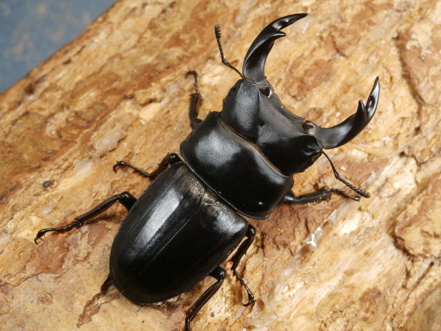 オオクワガタ（阿古谷）61ミリ♂♀ペア No.9484 昆虫専門店 虫屋ドットコム