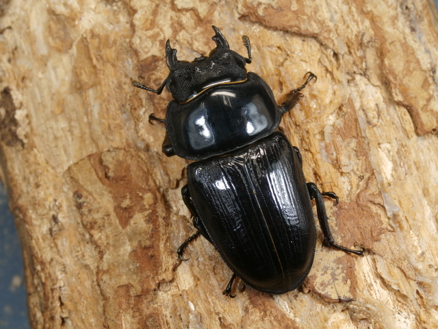オオクワガタ（能勢）80ミリ♂♀ペア No.1492 昆虫専門店 虫屋ドットコム