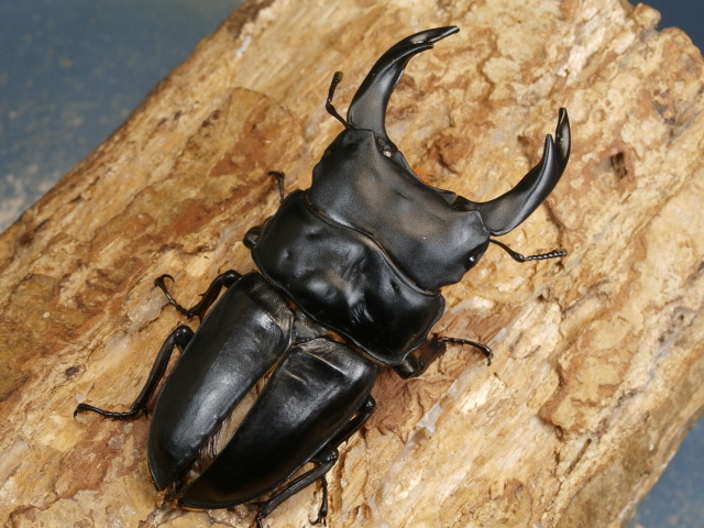 オオクワガタ（能勢）78ミリ♂♀ペア No.1559 昆虫専門店 虫屋ドットコム