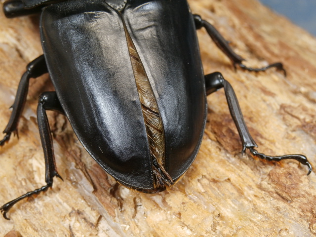 オオクワガタ（能勢）78ミリ♂♀ペア No.1559 昆虫専門店 虫屋ドットコム