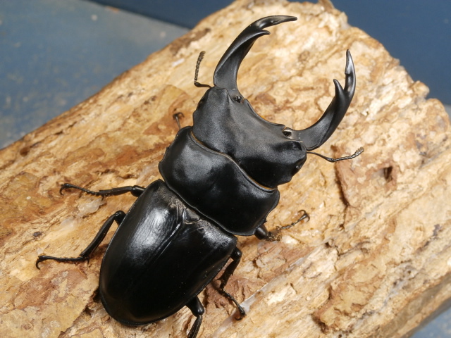 オオクワガタ（能勢）82ミリ♂♀ペア No.1563 昆虫専門店 虫屋ドットコム